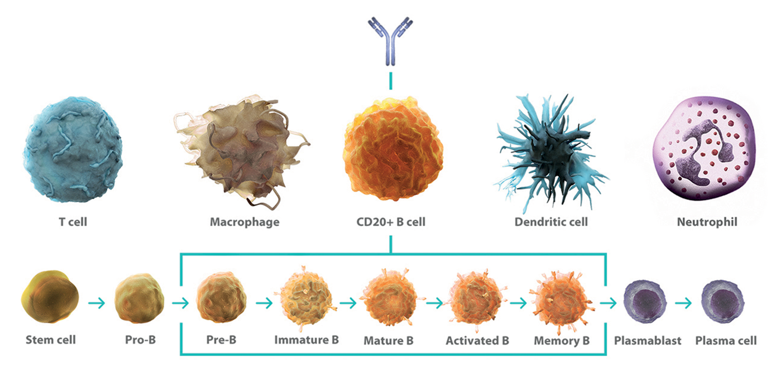 GPA & MPA | RITUXAN® (rituximab) Proposed Mechanism of Action (MoA)
