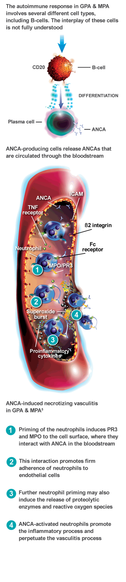 Rituxan Mechanism Of Action
