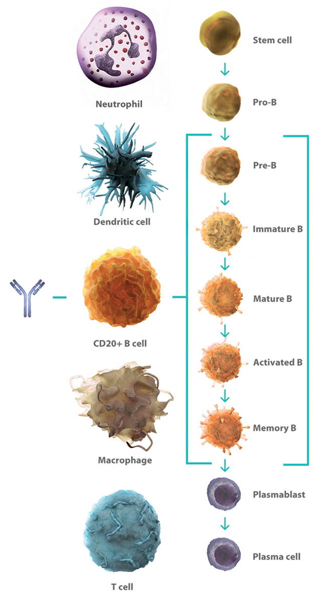 GPA & MPA | RITUXAN® (rituximab) Proposed Mechanism of Action (MoA)