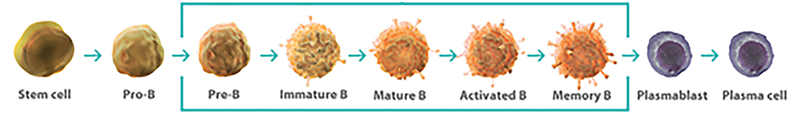 PV | RITUXAN® (rituximab) Proposed Mechanism of Action (MoA)