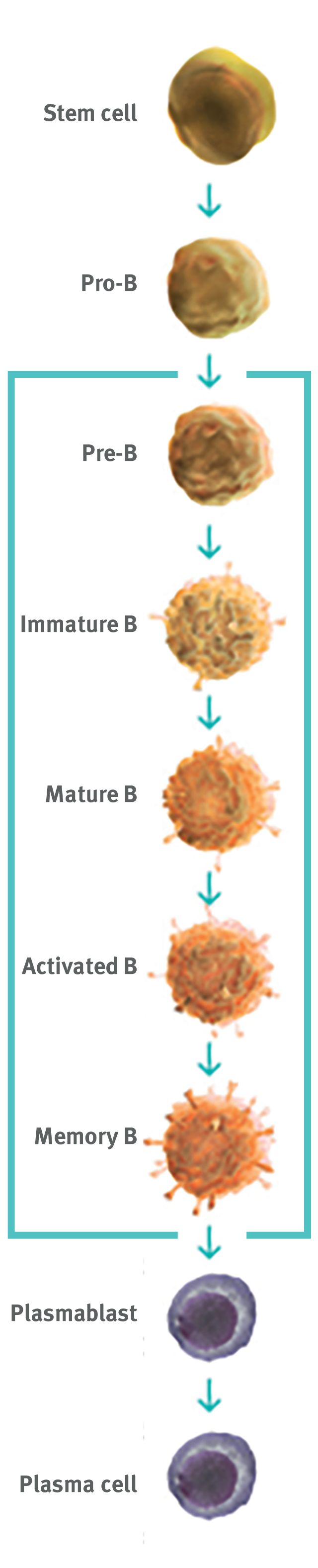 PV | RITUXAN® (rituximab) Proposed Mechanism of Action (MoA)